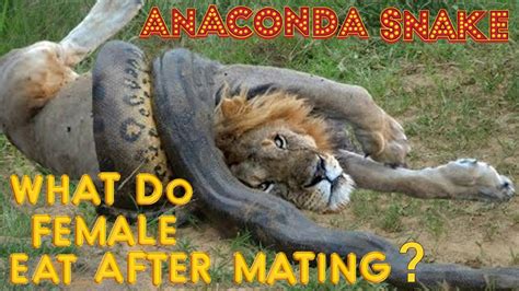 Anaconda Snake What Do Female Anacondas Eat After Mating Youtube