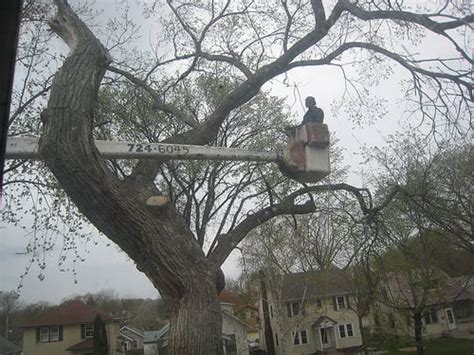 How Much Does Tree Removal Cost HowMuchIsIt Org