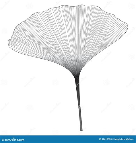 Ginkgo Leaf Hand Draw Vintage Clip Art Isolated On White Background