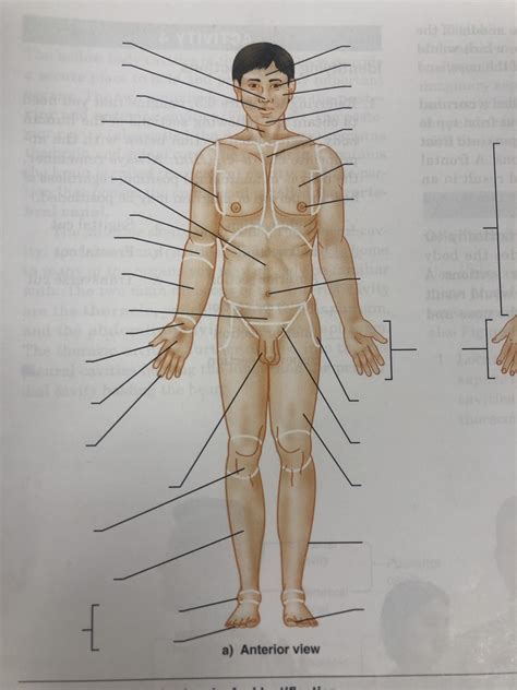 Anterior View Lab One Diagram Quizlet
