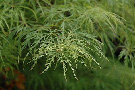Green Cutleaf Japanese Maple Acer Palmatum Dissectum Viridis In