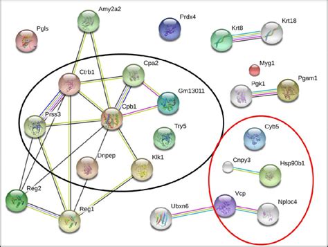 Bioinformatics Analysis By Search Tool For The Retrieval Of Interacting Download Scientific
