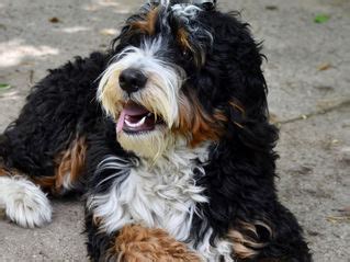 What Are F1 F1b Reverse F1b F2 And Multigen Bernedoodles Genetic Guide