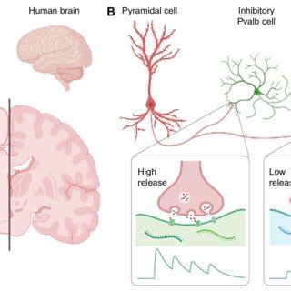 Comparing The Mouse Brain And The Human Brain A The Human Brain Is Download Scientific