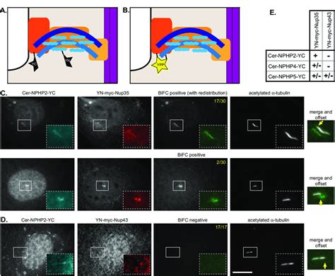 Bifc Analysis Reveals Close Association Of Nphp2 And Nup35 At The Base Download Scientific
