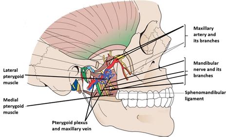 Infratemporal Fossa Anatomy Qa