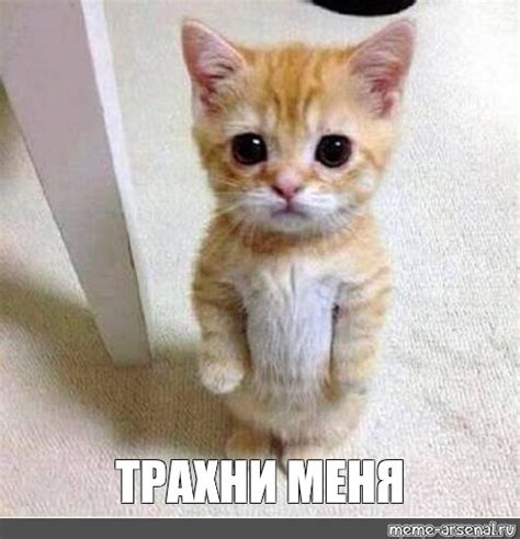 Meme ТРАХНИ МЕНЯ All Templates Meme