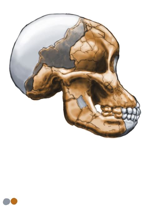 Australopithecus Afarensis Al 333 105 Skull Reconstruction By Olaru Eduard