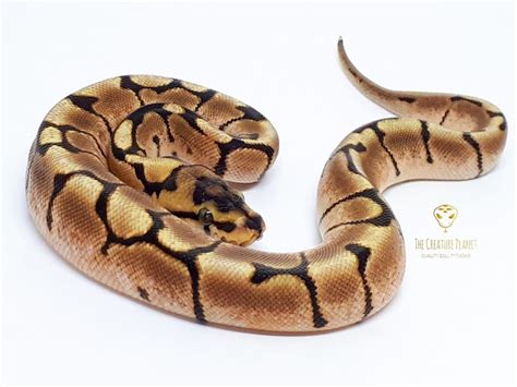 Spider Morph List World Of Ball Pythons Ball Python Pet Snake Pet Ball