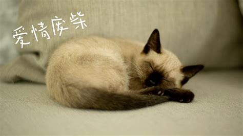 【韵律敲击轻唱】呓语 爱情废柴 搁浅 明明就 放松好帮手，睡觉好朋友！！ 月亮不睡小满睡 月亮不睡小满睡 哔哩哔哩视频