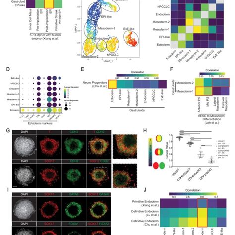 Characterization Of Gastruloid Epi Like Ectoderm Mesoderm And Download Scientific Diagram