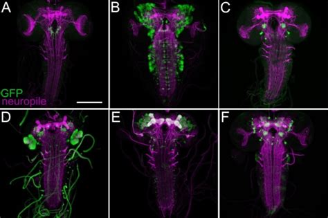 Drosophila Lehrstuhl Für Bildverarbeitung Der Rwth Aachen