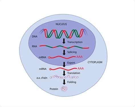 Gene Expression Flowchart At Beth Heard Blog