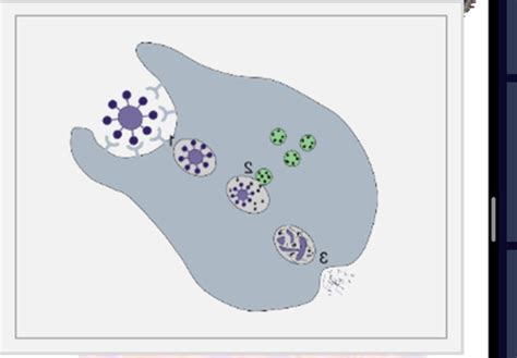 Immunology Flashcards Quizlet