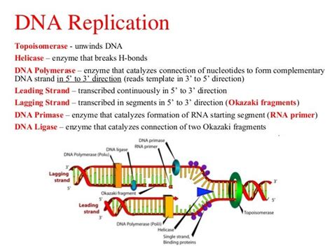 Dna Replicationtranscription And Translation