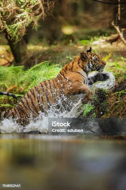 Harimau Melompat Keluar Dari Sungai Dengan Percikan Air Turun Di