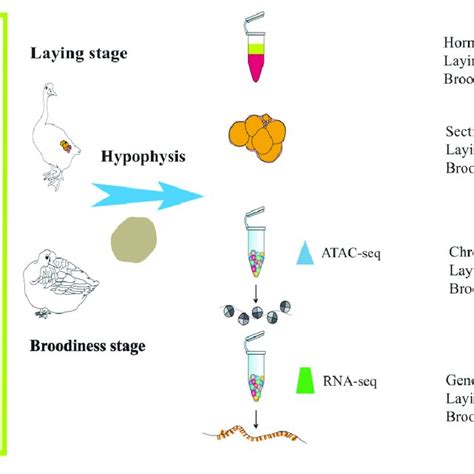 Calculation Distribution Annotation And Go Function Annotation Of Download Scientific Diagram