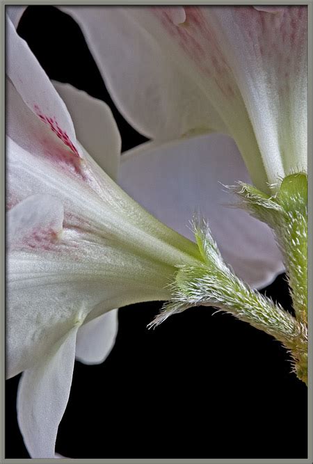 Close Up View Of An Azalea