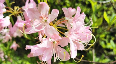 35 Different Types Of Flowering Azalea Varieties