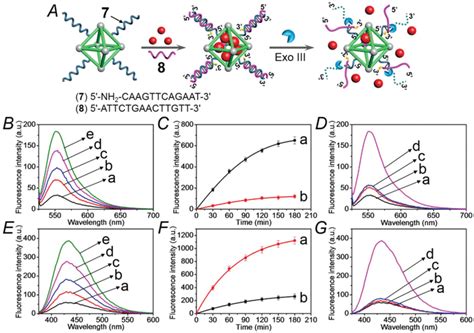 A Schematic Locking Of The Loaded Nmofs By Duplex Nucleic Acid Capping