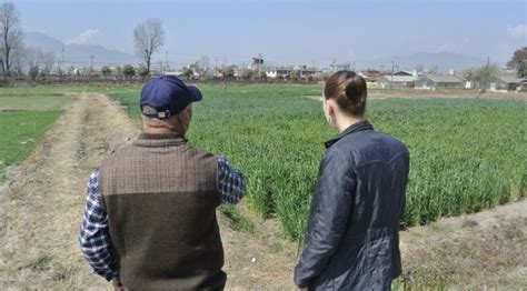 Marple Diagnostics Monitoring Recent Shifts In Wheat Stem Rust In