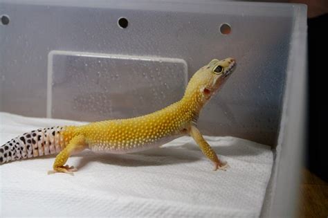 [레게] 슈퍼 하이포 텐저린 캐롯 슈하텐 레오파드 게코 소니 R1 네이버 블로그