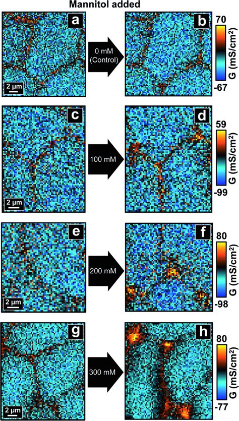 P Sicm Conductance Maps Of Mdckii Cells Before A C E And G And Download Scientific Diagram