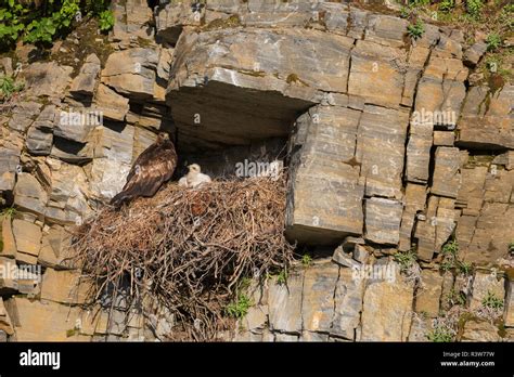 Golden Eagle Nest Banque De Photographies Et Dimages à Haute