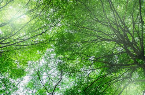 Carbon Reduction Plan Helping Your Get To Net Zero