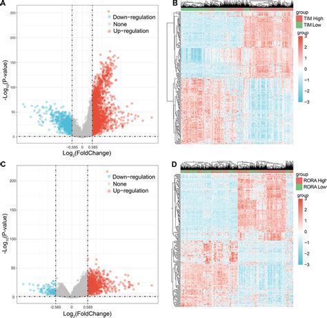 identification of genes corelated to timeless and rora in nsclc