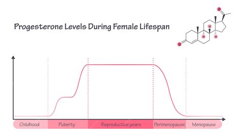 Premium Vector Progesterone Levels During The Female Lifecycle Vector Illustration Infographic
