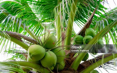 코코넛 나무에 코코넛의 무리 열대 과일 녹색 잎과 과일이있는 야자수 태국의 코코넛 나무 코코넛 농장 농업 농장 여름 유기농 음료 이국적인 식물 코코넛에 대한 스톡 사진 및
