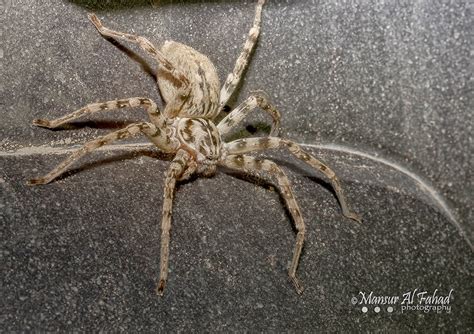 Birds Of Saudi Arabia Wolf Spider In Riyadh Record By Mansur Al Fahad
