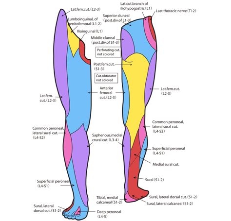 Femoral Nerve Pain Thigh