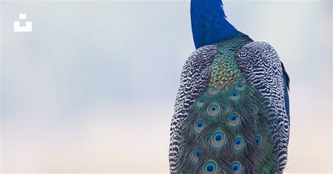 파란색과 녹색 공작 사진 Unsplash의 무료 새 이미지