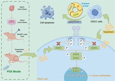 Tsn Induced Proliferation And Promoted Apoptosis By Arresting The