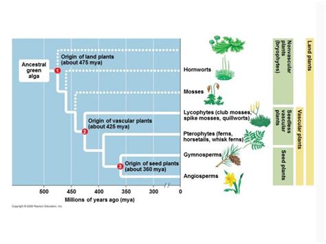 Land Plant Phylogeny