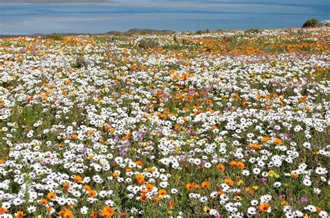 West Coast National Park Opens Postberg For Flower Viewing