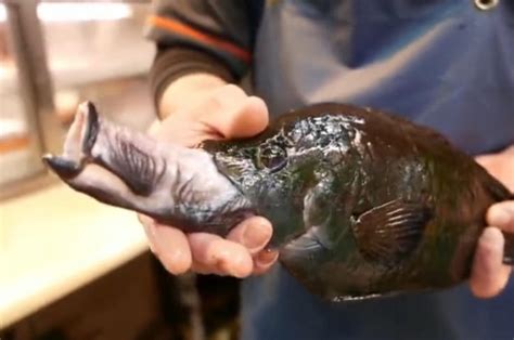 见识一下日本的流氓鱼鱼嘴能伸出10厘米长日本人的口味真特别 海鲜