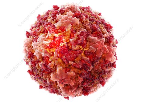 Rhinovirus Particle Illustration Stock Image C0601411 Science