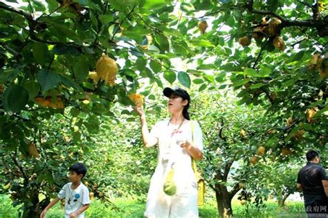 小梨子變身致富果 每日頭條