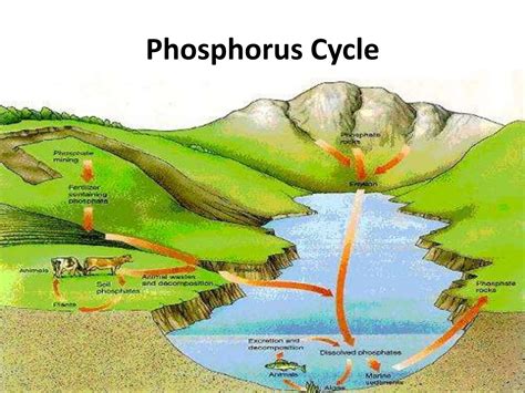 Phosphorous Cycle Explained Power Point Ppt