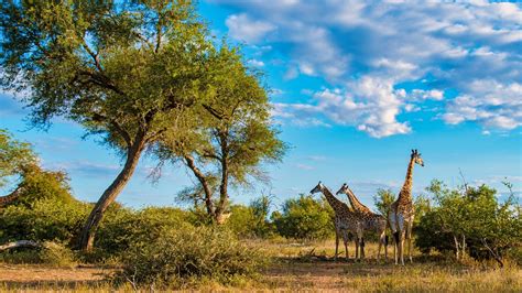 8 Best National Parks In Africa For Wildlife Safaris An Ultimate Guide