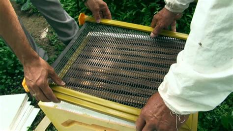 ფუტკრის სკა Youtube