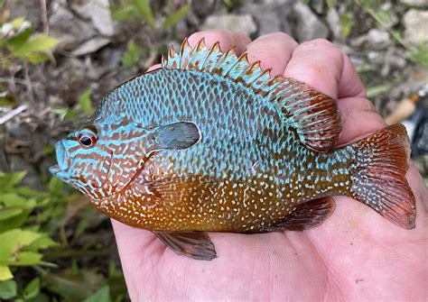 Fishndave Longear Sunfish On Fly