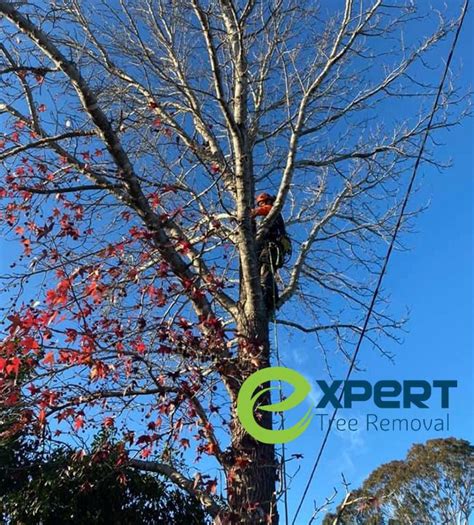 Tree Removal Cutting Services In Sydney Expert Tree Removal Pty Ltd