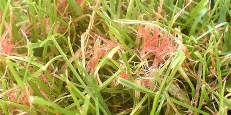 Lawn Care Diseases Red Thread Trugreen Professional Lawn Care