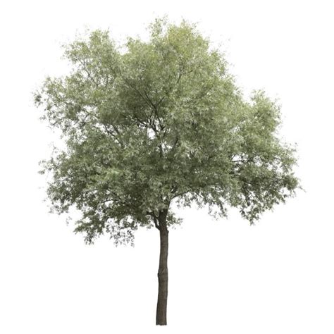 Free Cutout Tree In PNG Salix Alba Collage Architecture Landscape Architecture Graphics