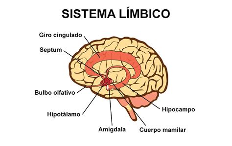 Limbic System Definition Anatomy Structures And Functions Wellnessbeam