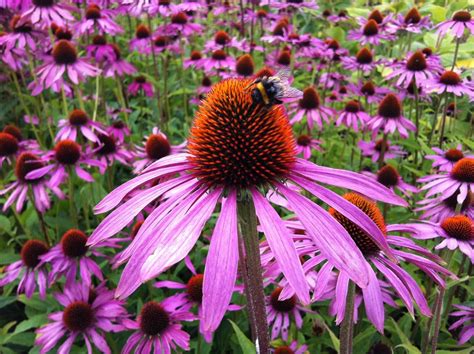 Echinacea Flower Coneflower Meaning Symbolism And Colors Pansy